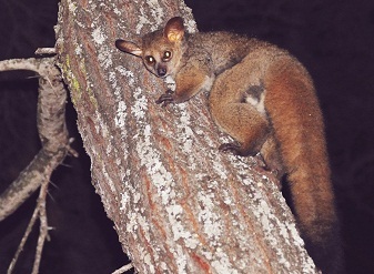 Animals in Amboseli: What wildlife can be seen on Safari in Amboseli ...
